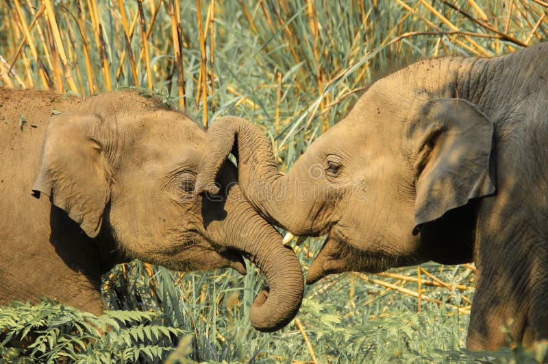 Two Elephants are Played with Each Other by Trunks Stock Image - Image ...