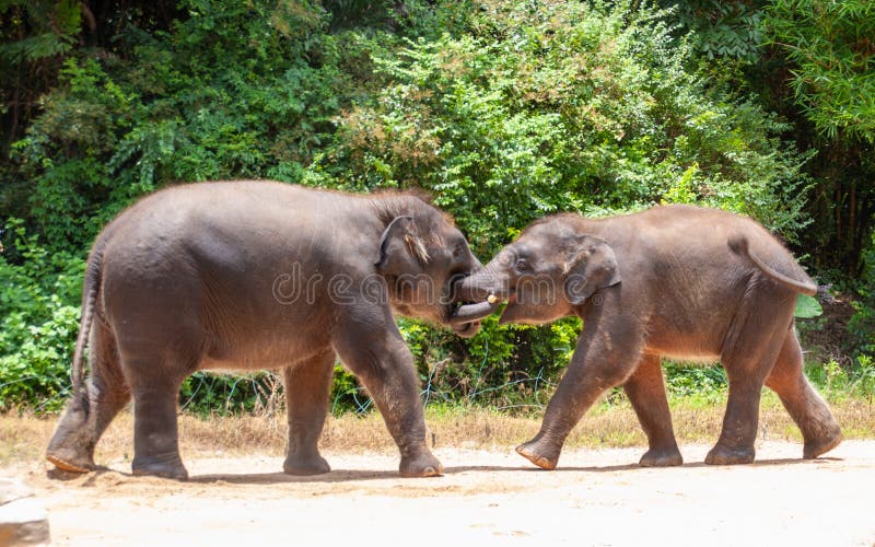 186 Elephant Pushing Photos - Free & Royalty-Free Stock Photos from ...