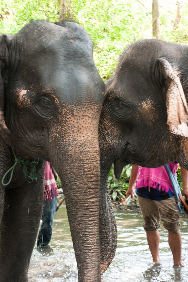 Two Elephants Show Love Together in the Conservation Center Stock Image ...