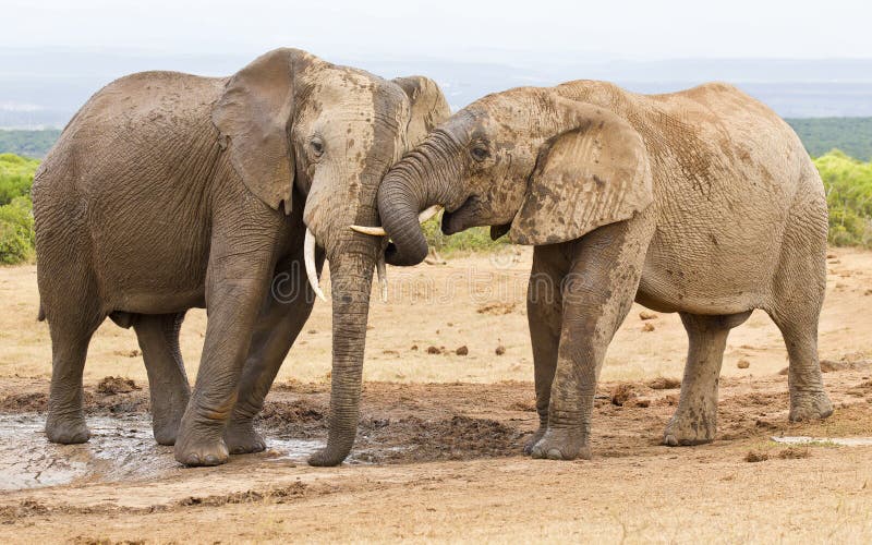 Elephant affection stock photo. Image of huge, hole, loxodonta - 9022292