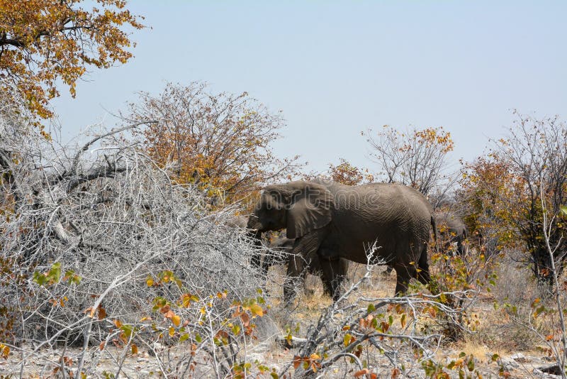 Two Elephants Stand Under a Dry Tree in a Nature Reserve in the Shade ...