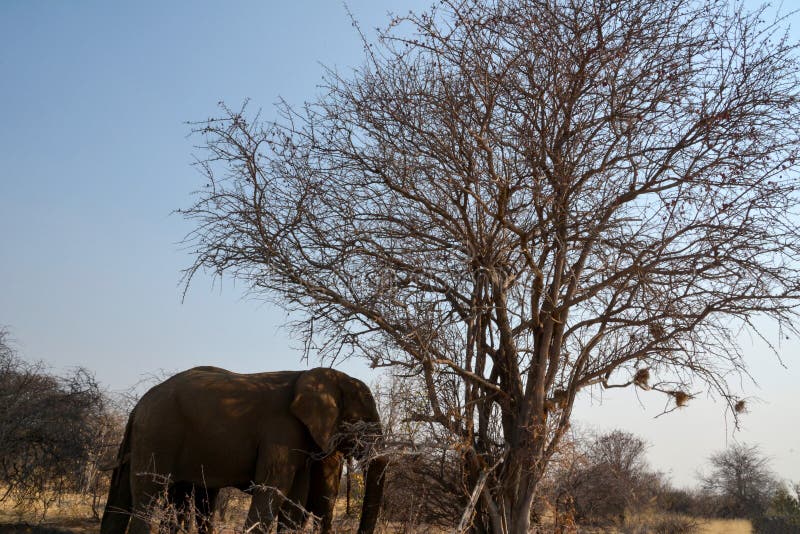 Two Elephants Stand Under a Dry Tree in a Nature Reserve in the Shade ...