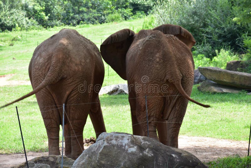 Two Elephants Standing Side by Side Stock Image - Image of standing ...