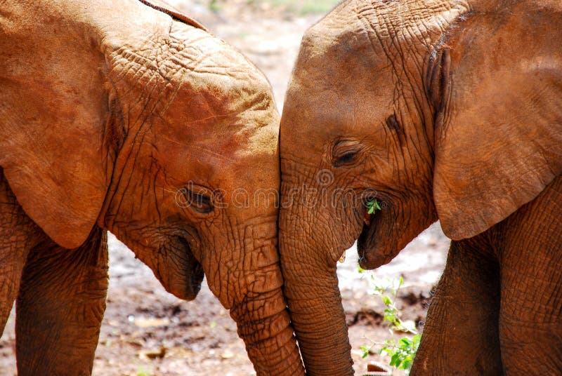 Two elephants together stock photo. Image of trunk, mammal - 150830700