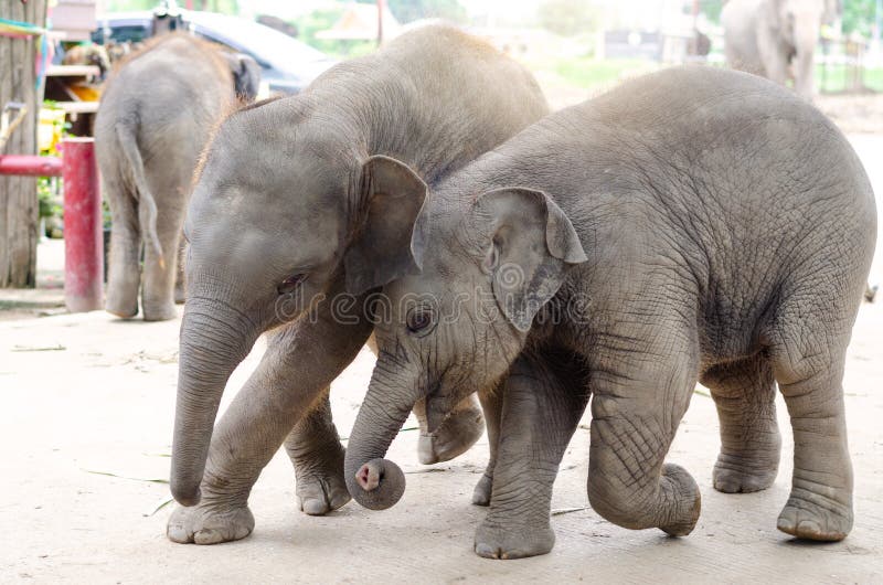 Two Elephants Touching the Trunk Together Stock Photo - Image of love ...