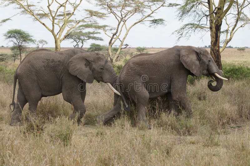 Two Elephants Walk One Behind the Other Stock Image - Image of savannah ...