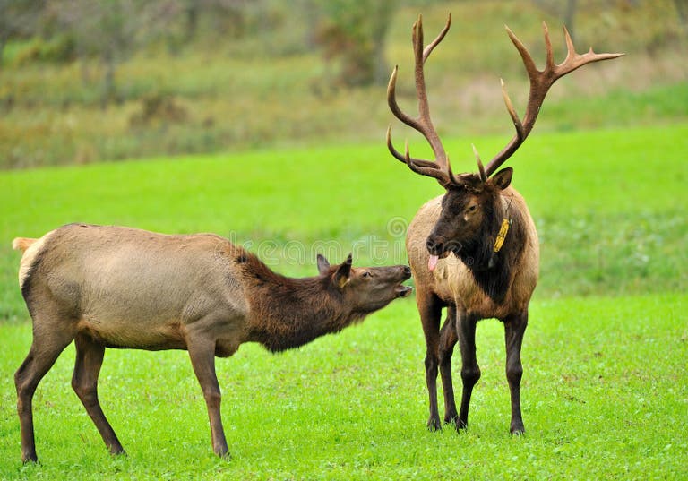 Two Elk during Mating Season Stock Photo - Image of horns, rack: 21456612