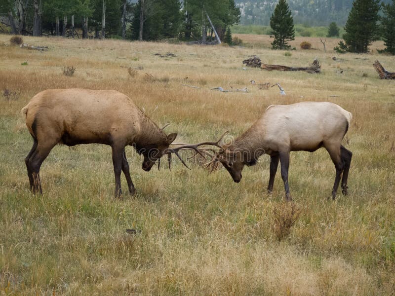 Two Elk Sparing with Each Other Stock Photo - Image of male, park: 57996952