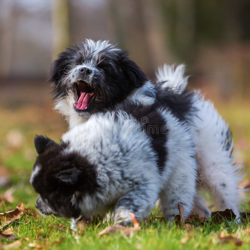 Two Elo Puppies Scuffle Outdoors Stock Image - Image of pets, fluffy ...