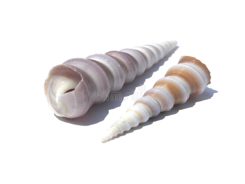 Two Sea Shells Picture. Image: 933666