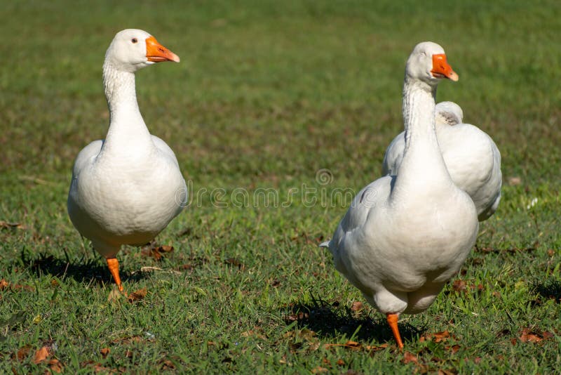 205 White Embden Goose Photos - Free & Royalty-Free Stock Photos from ...