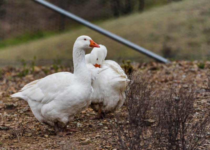 Two Emden Geese Walking in a Farmyard. Stock Photo - Image of wander ...