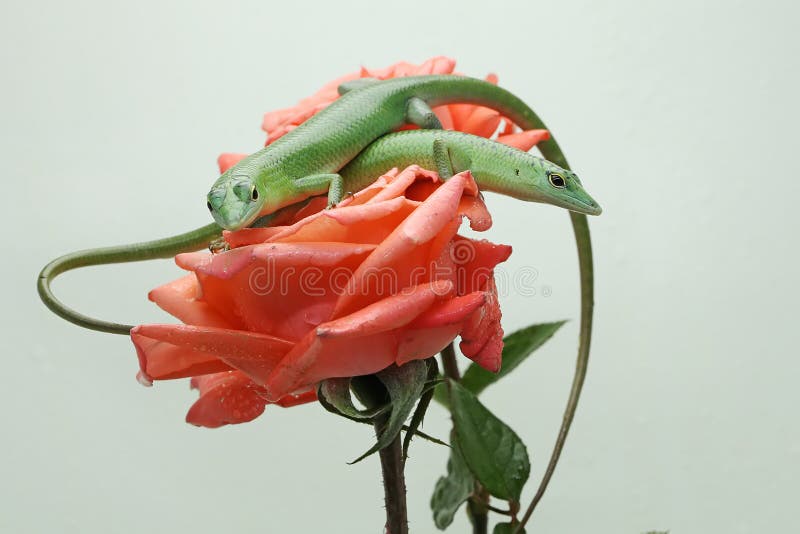 Two Emerald Tree Skinks are Preparing To Mate. Stock Image - Image of ...