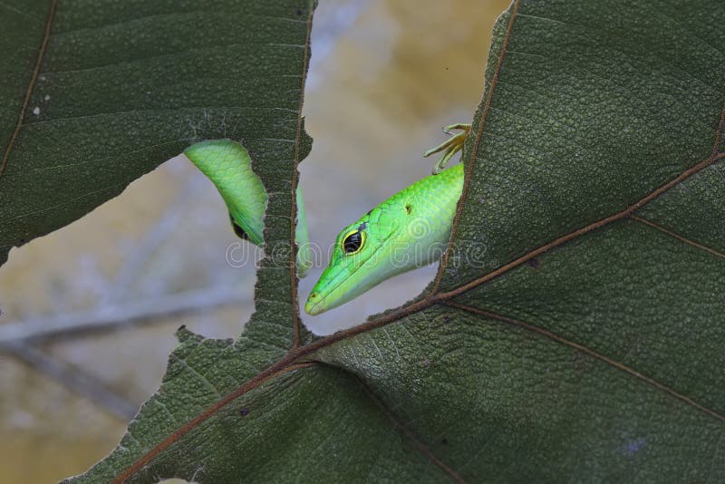 Two Emerald Tree Skinks are Preparing To Mate. Stock Photo - Image of ...