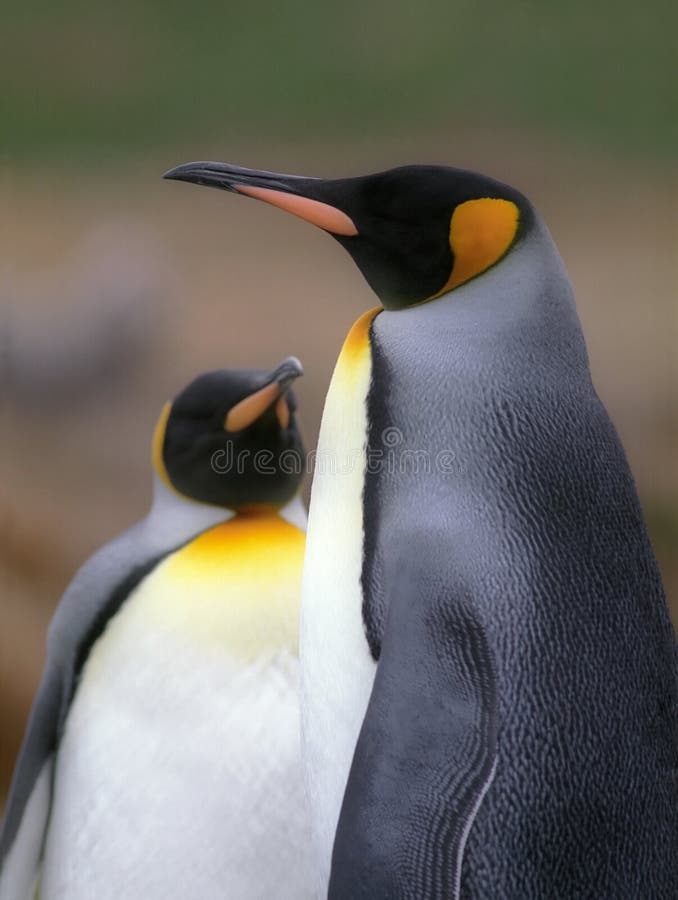 Animal Love. King Penguin Couple Cuddling, Wild Nature, Green ...