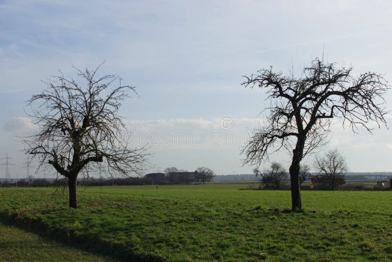 Two empty Trees stock image. Image of plan, bare, grass - 110229585