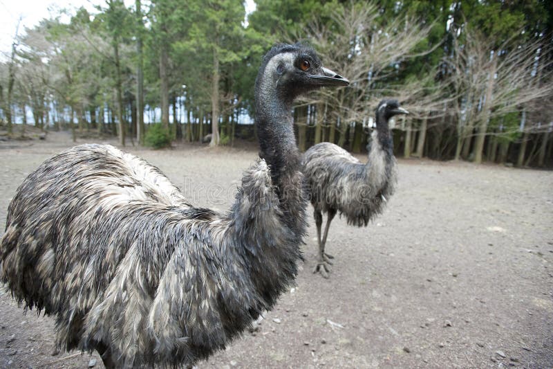 Two Emu Birds, Flightless Type Stock Image - Image of legged, scruffy ...