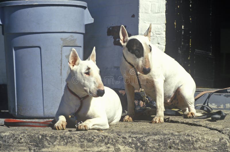 Two English Bull Terriers stock image. Image of bull - 52312533