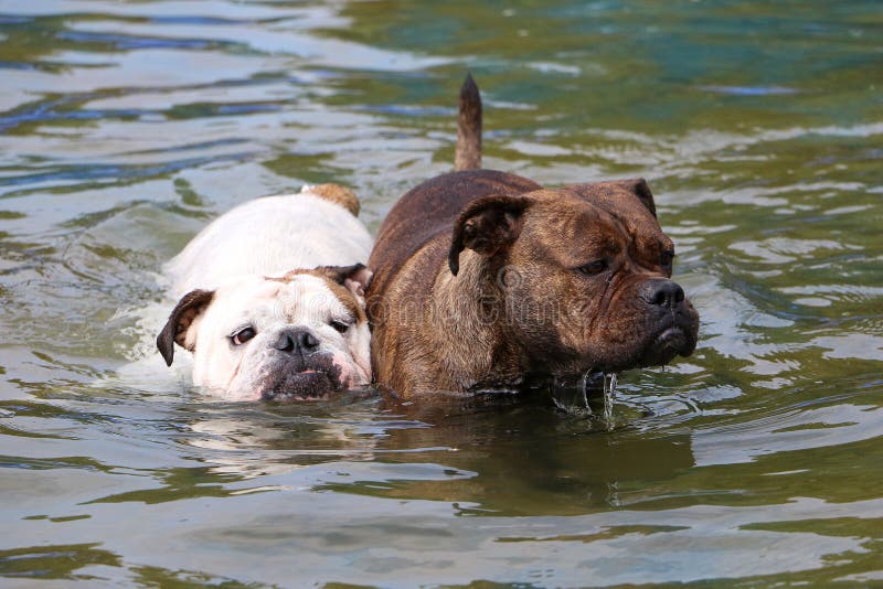 Two English Bulldogs in the Pool Stock Image - Image of animal, nature ...