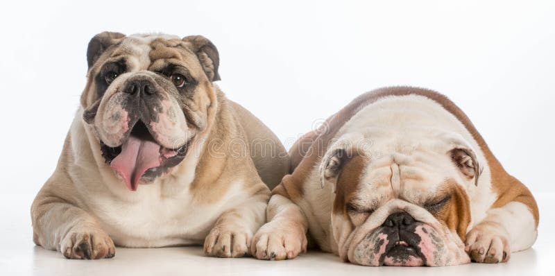 Can Two Female Bulldogs Live Together