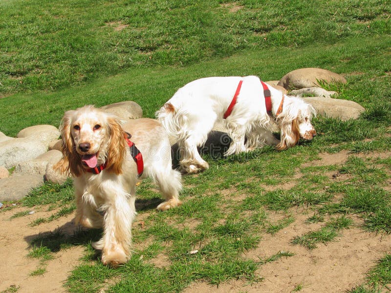 Two English Cocker Spaniel Puppies Stock Photo - Image of playing ...