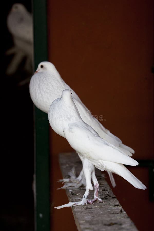 Two English Pouters in Dovecot Stock Image - Image of pouters, interior ...