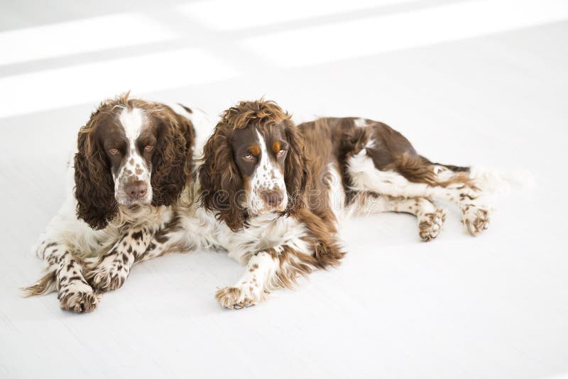 Two English Springer Spaniels Stock Image - Image of spaniel, english ...