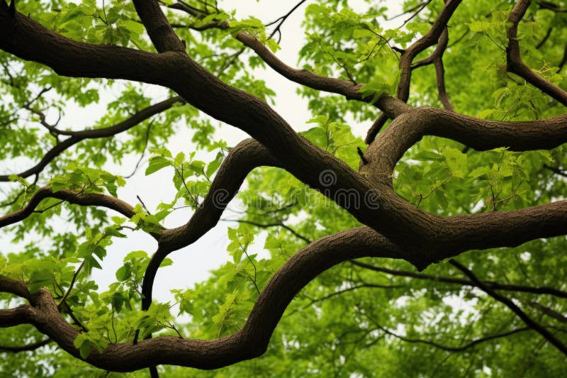 Two entwined tree branches stock image. Image of nature - 293951071
