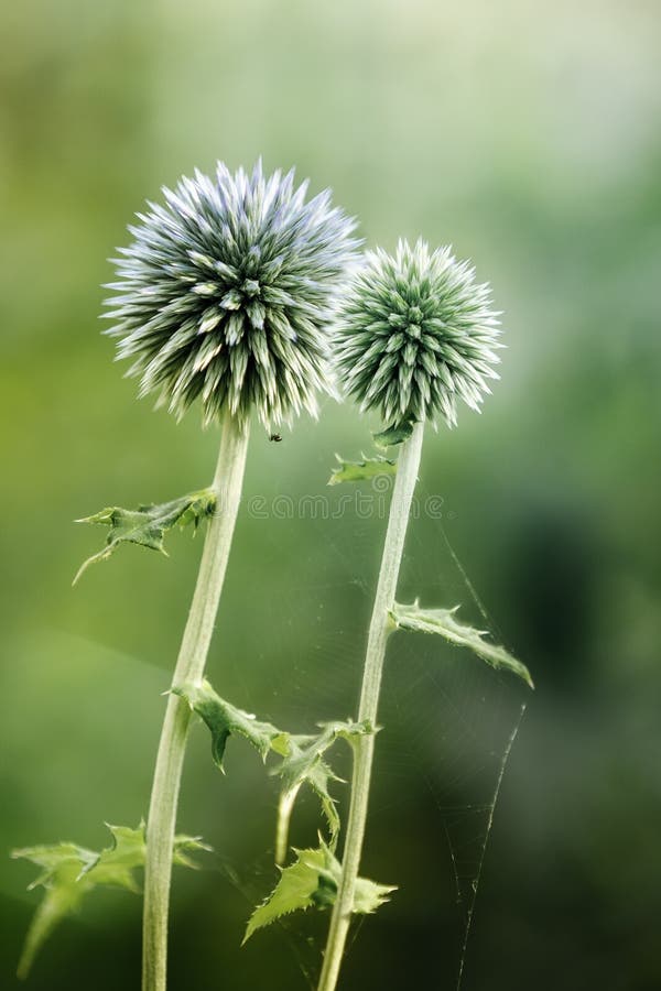 Two Eryngium Flower Heads on Dark Green Blurred Background Stock Image ...