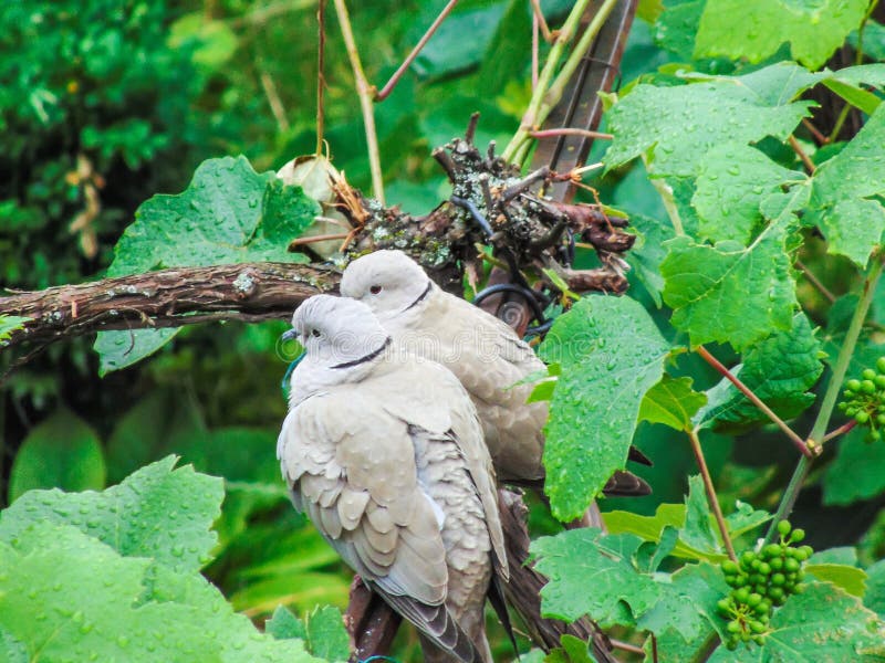 Two Eurasian Collared Dove (Streptopelia Decaocto) in Romania Stock ...