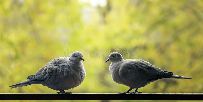 Two Eurasian Collared Doves Streptopelia Decaocto. Turtle Doves or ...