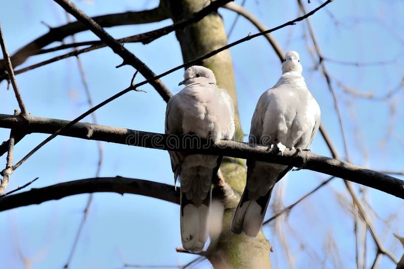 Two Eurasian Collared Doves on a Tree Branch Stock Photo - Image of ...
