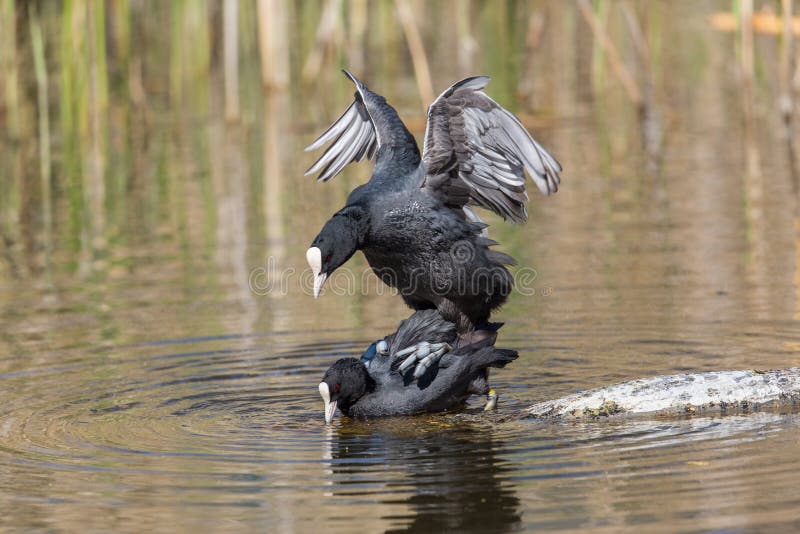 Two Eurasian Coots Fulica Atra during Copulation Stock Image - Image of ...