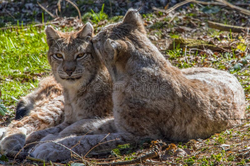 Two Lynxes Cuddling in the Sun Stock Image - Image of detail, outdoors ...