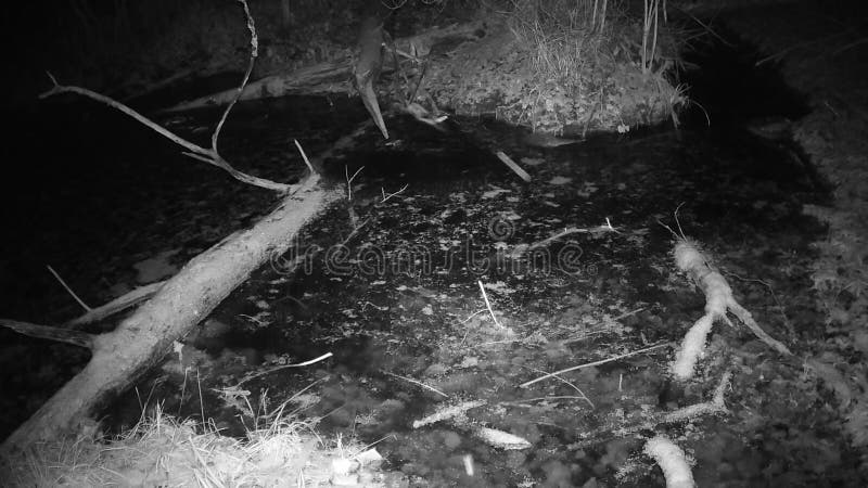 Two Eurasian Otters Lutra in Swamp Forest at Night Stock Video - Video ...