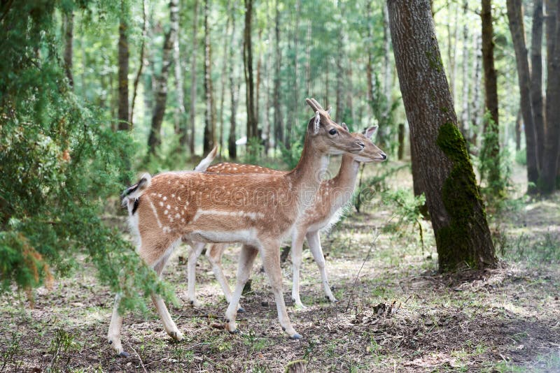 Two European Fallow Deer Dama Dama in the Forest. Wild Deers Stands ...