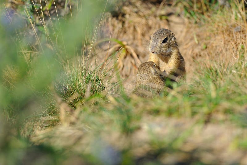 Two European Ground Squirrel in Grass Stock Image - Image of teeth ...