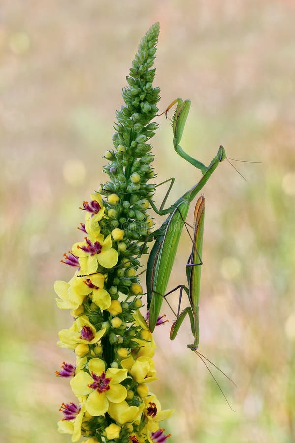 Two European mantis stock photo. Image of insect, invertebrates - 80983360