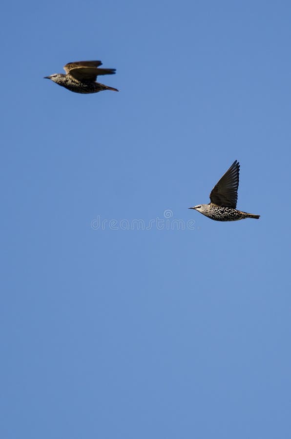 Two European Starlings Flying in a Blue Sky Stock Photo - Image of ...