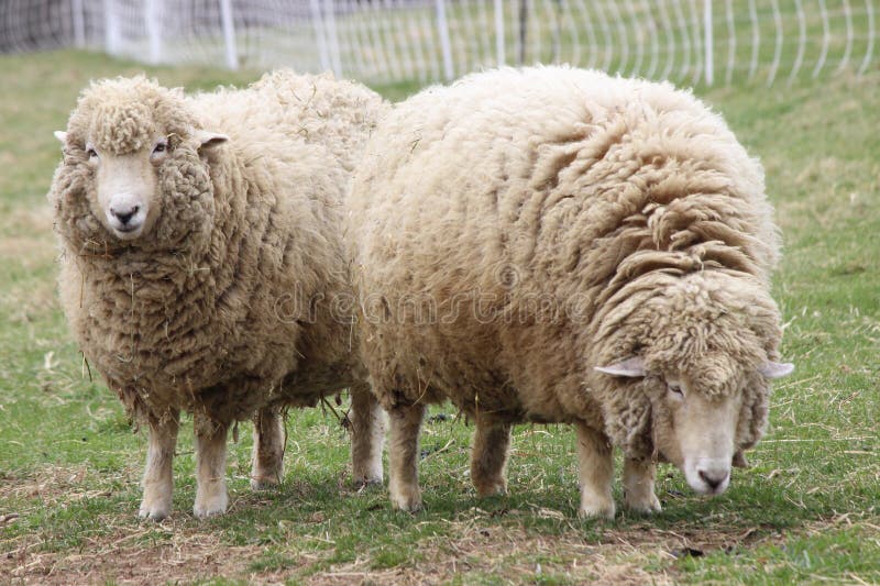 Two Ewes stock image. Image of wool, rural, barnyard - 68789477