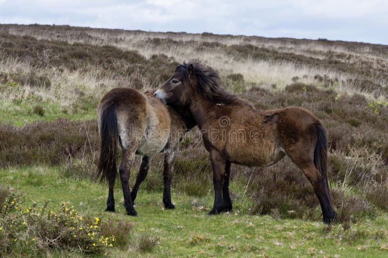 Two Exmoor Ponies stock image. Image of wildlife, england - 295550387