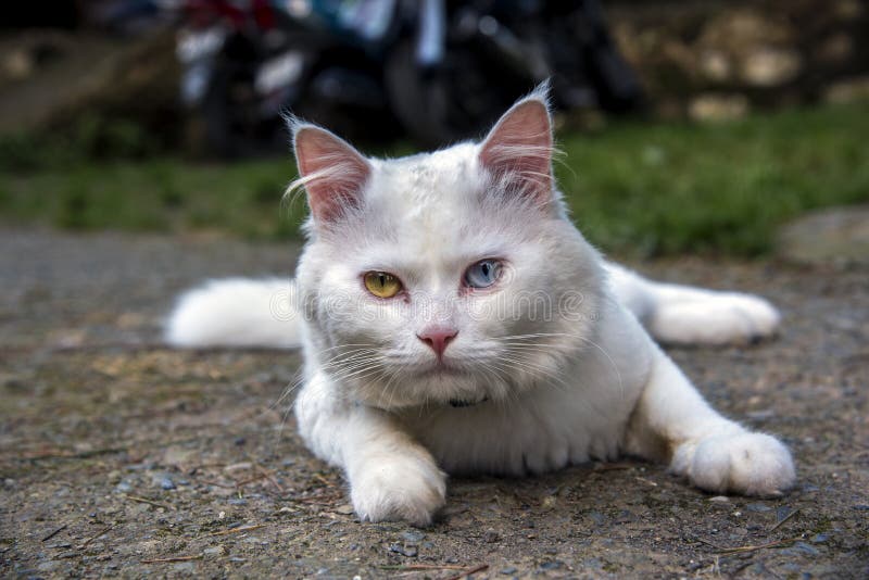 Two eyed cat nainital stock photo. Image of nainital - 216249968