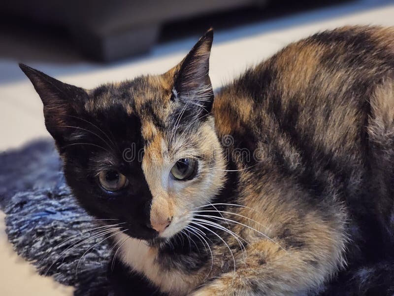 Two Colour Face Kitten, Cat Face with Two Set Colour Stock Photo ...