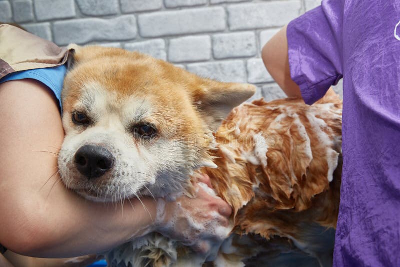 Two Faceless People Wash a Dog in a Grooming Salon Stock Photo - Image ...