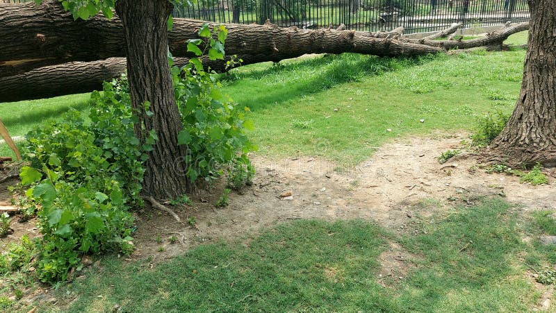Two Tree Trunks Fallen on the Ground after a Heavy Windstorm, Lying ...