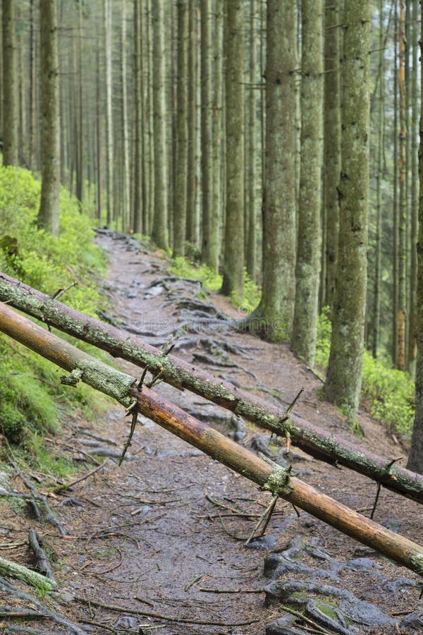 Fallen Trees on Trail, Ardennes, Belgium Stock Photo - Image of trail ...