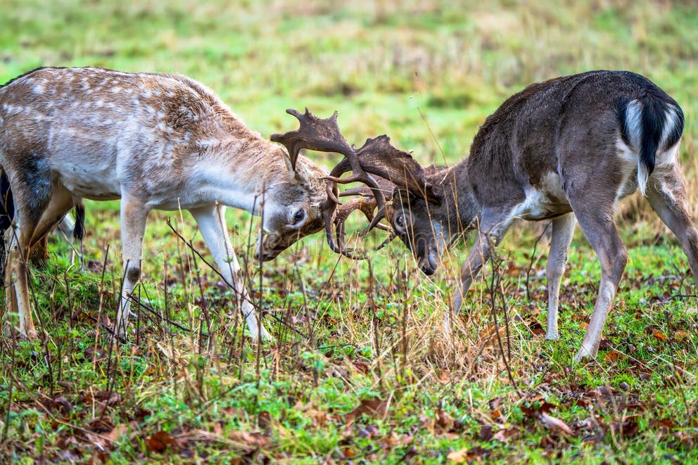 Two Fallow Deer Battling in the Wild with Locked Antlers Stock Image ...
