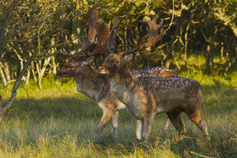 Fallow Deer Stag Seen from the Side Walking Side by Side through a ...
