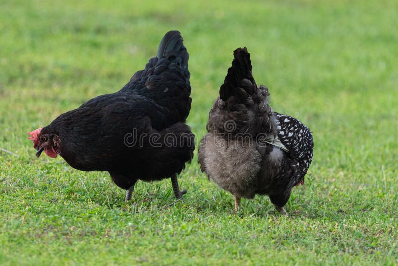 Two Farm Chickens Front and Back View Stock Photo - Image of farm ...