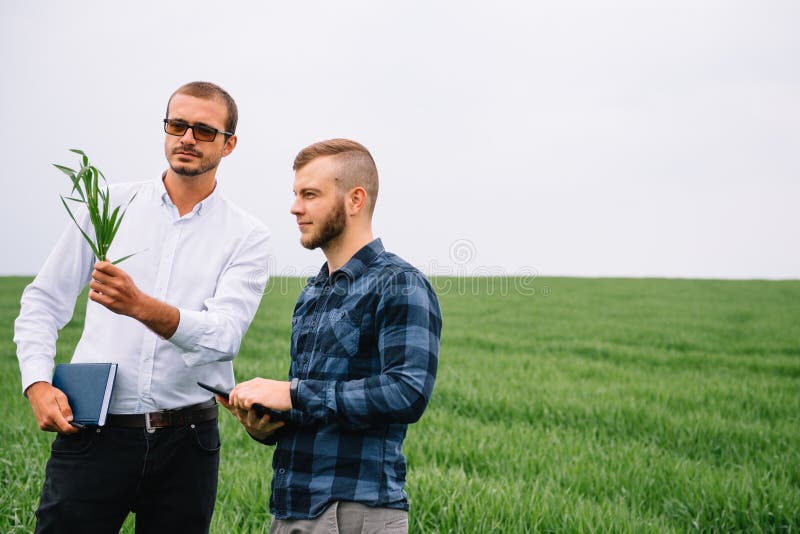 Two Farmer Standing in a Green Wheat Field and Shake Hands Stock Image ...